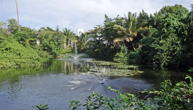 Los Charamicos Water Temperature: Forecasts & current water temp