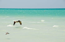 Costa Maya Water Temperature: Forecasts & current water temp