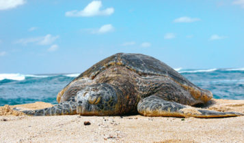 Hawaii: Water Temperature: Forecasts & current water temp